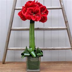 Amaryllis Tree All Seasons Florist Belfast Dunmurry